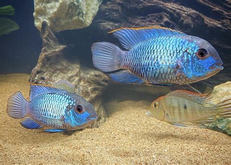 Geophagus Sveni Care Guide And Species Profile Cichlid Bros