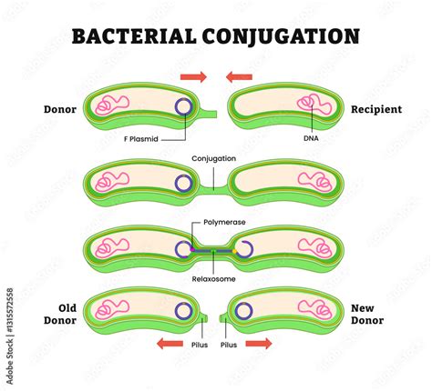 Bacterial Conjugation Process Diagram Step By Step Poster Design
