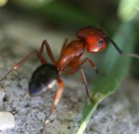 How To Treat Fire Ant Bites Treatment Tips And Home Remedies Healdove