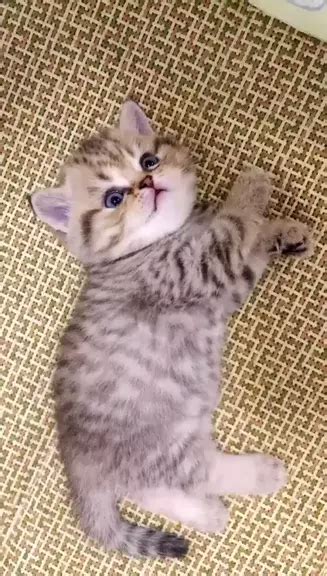 Thanykittens Fanvue