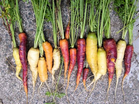 당근 채소 음식 Pixabay의 무료 사진