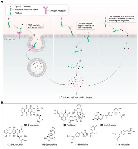 New Strategies Of Adc Payloads Boc Sciences