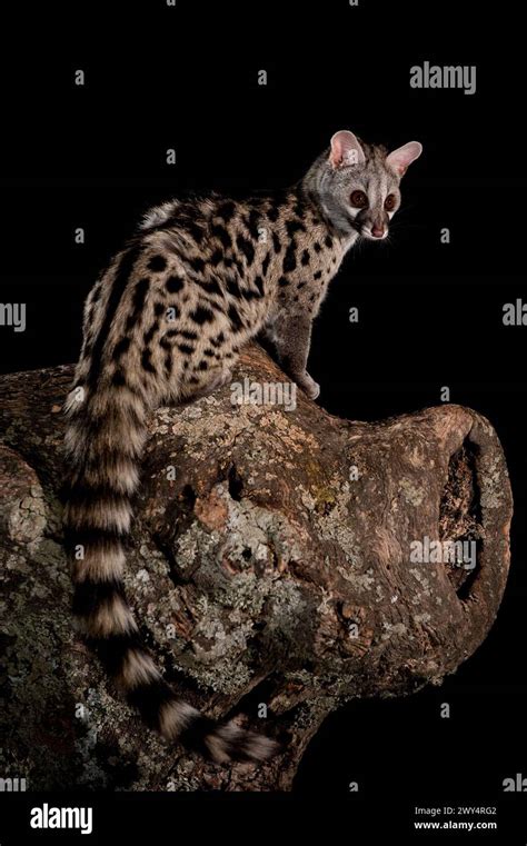 Common Genet Genetta Genetta On Trunk At Night Avila Spain Stock