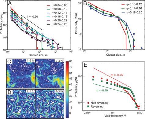 Comparison Of Cell Clustering Behavior In Simulations With