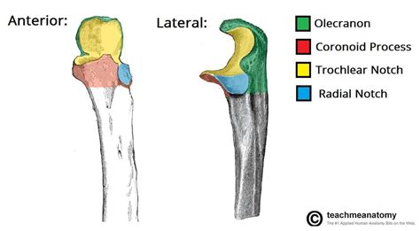 Coronoid Process