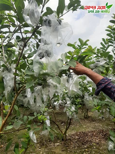 আপন এগ্রো ফার্ম এন্ড নার্সারি Apon Agro Farm And Nursery