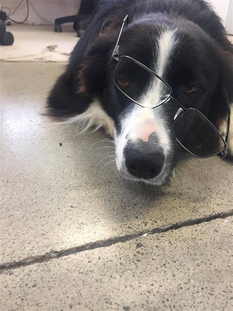 More Missing Glasses Are These Bay Of Islands Computers