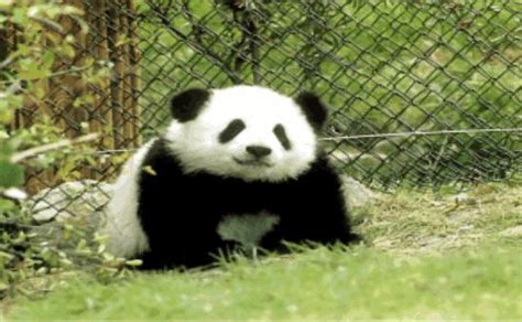 熊猫不吃竹子改吃月饼了，一边吃还一边得意，游客都被萌翻了大熊猫熊猫月饼新浪新闻