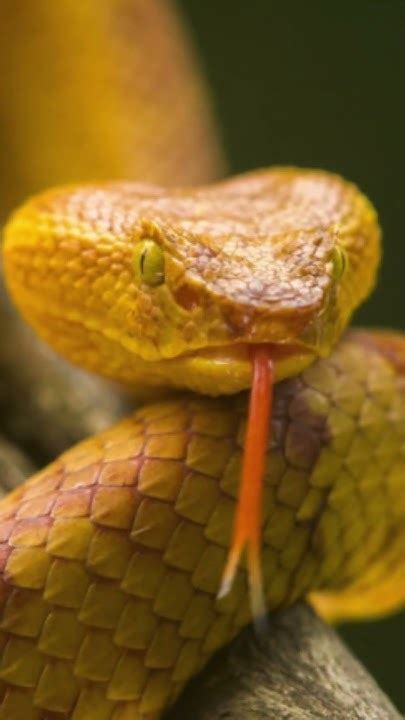 جزیره مارها، جزیره مرگ جزیره مارها جزیره مرگ مارهای سمی خطرناکترین جزیره برزیل شورت مارها