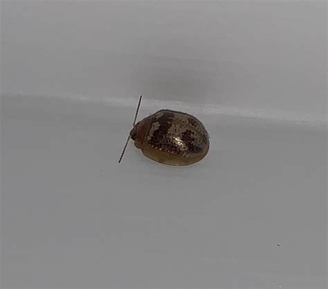 What Is This Bug Found This At Our Airbnb Apartment R Whatsthisbug