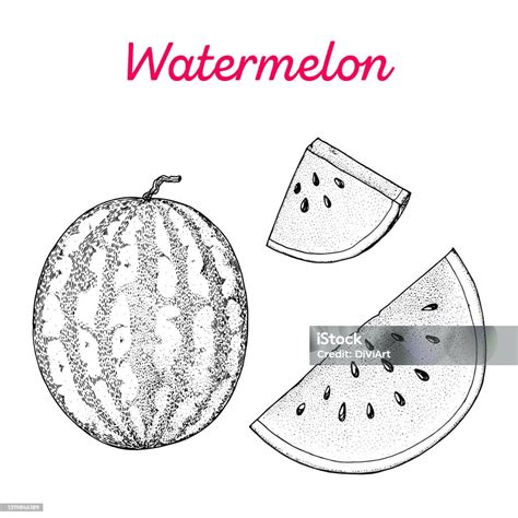 수박 손으로 그린 벡터 일러스트레이션 수박 슬라이스 스케치 벡터 그림입니다 흑백 건강한 식생활에 대한 스톡 벡터 아트 및 기타