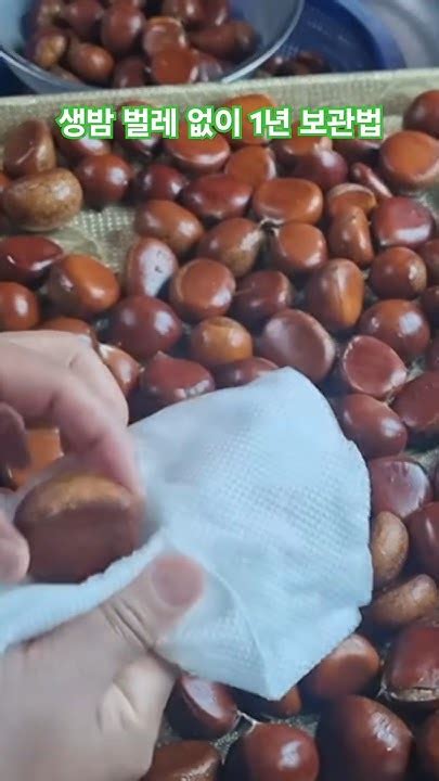 생밤 쉽고 간단하게 벌레 없이 1년 보관법 가을 자연 야생 알밤 군밤 Youtube