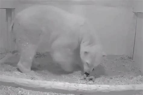 Polar Bear Gives Birth Months After First Cub Died Soul Central Magazine