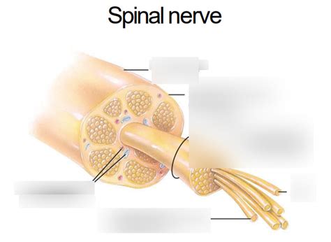 Spinal Nerve Diagram Quizlet Spinal Nerve Diagram Quizlet