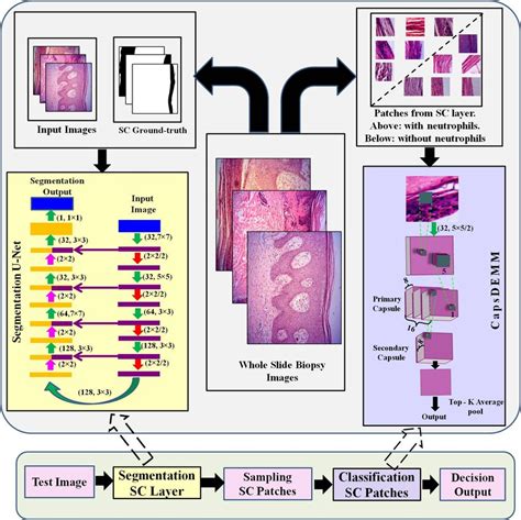 Proposed System Architecture The Green Arrows Represent Convolution Download Scientific