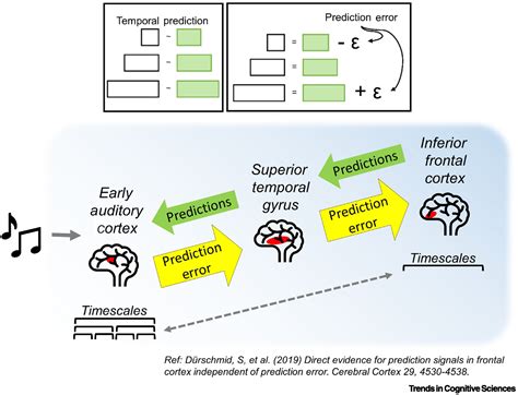 Intrinsic Neural Timescales Temporal Integration And Segregation Trends In Cognitive Sciences