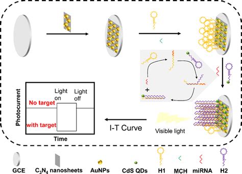 Diagram Of The Pec Biosensor Used For The Mirna Detection Download Scientific Diagram