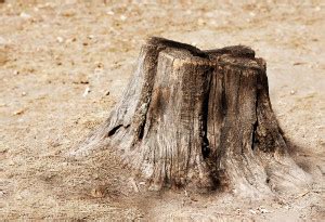 How To Remove A Tree Stump