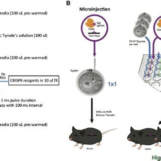 Zen Enables High Throughput Genome Editing In Mice A Flow Chart Of Download Scientific