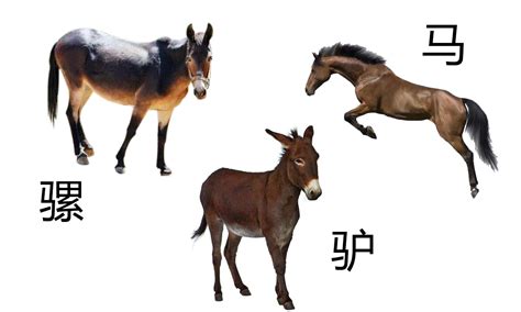 骡子和马的区别有哪些如何区分马骡子和驴它们之间存在哪些差异 说明书网