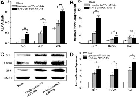 Osteogenic Differentiation Of Mg63 Cells In Vitro A Alp Activity