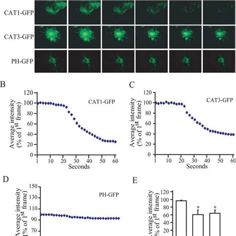 Nmda Receptor Activation Induced Internalization Of Cat1 And Cat3 A Download Scientific