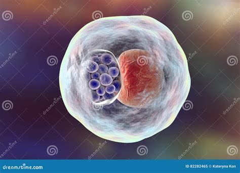 Chlamydia Inclusion In Human Cell Stock Illustration Illustration Of