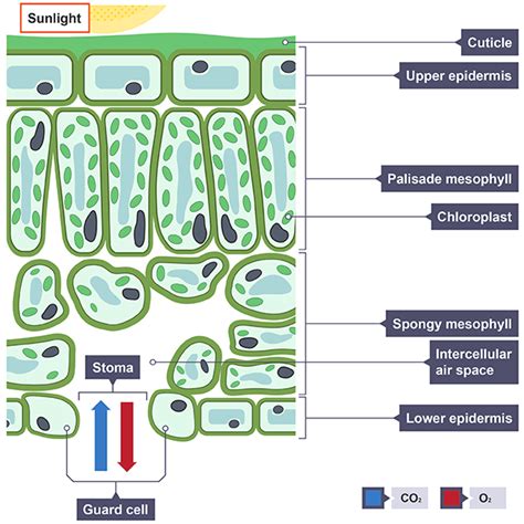 Photosynthesis And Plants Photosynthesis And Plants CCEA GCSE