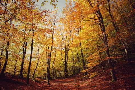 Fagus Sylvatica Skåne County 가을 가을 색 가을 시즌 경치 계절 고요한 그림 같은 길