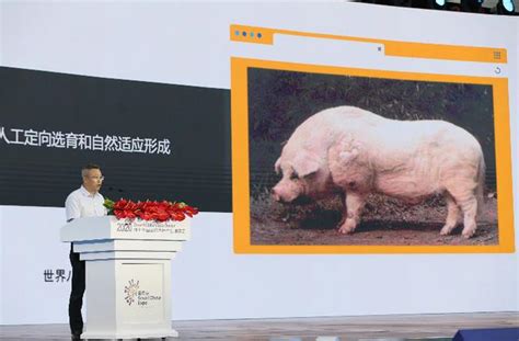 榮昌豬如何鑑定快來看看這套數據標準體系 每日頭條