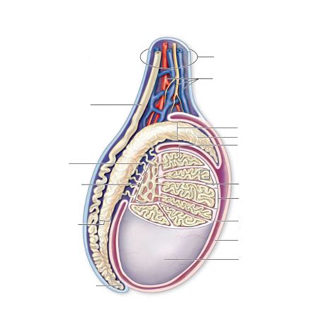 Diagram Of Bm1002 Scrotum Diagram Quizlet