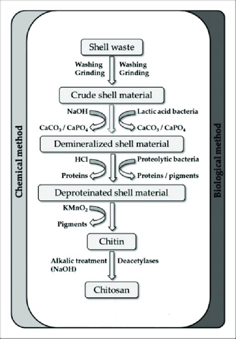 Chemical And Biological Methods For The Extraction Of Chitin And Its Download Scientific