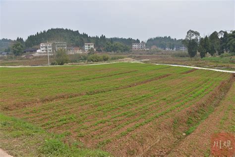 村里种白芷教授来指导中药材种植助力乡村振兴 四川在线