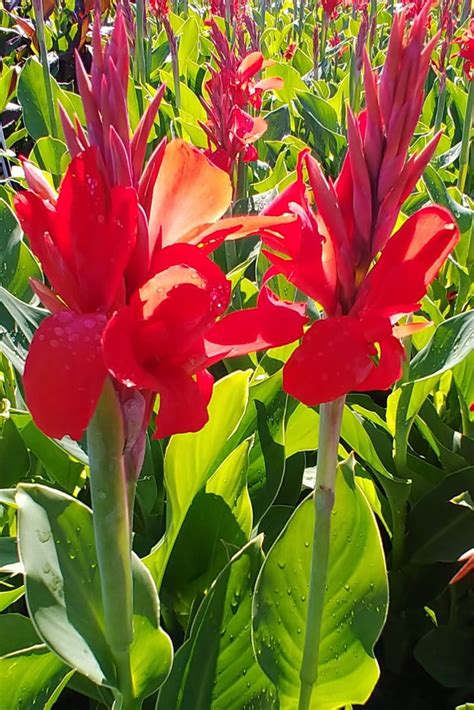 Kreta Cannas Rhizome Plants Foliage