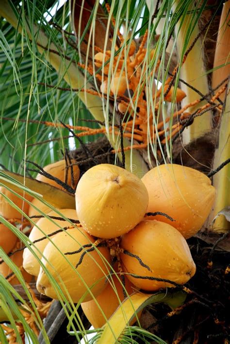 Coconut Tree Stock Photo Image Of Malaysia Tree Green 5824336