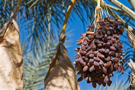 Do Dates Grow On Trees Explore The Date Palm S Structure Growth Startervegetablegardens Com