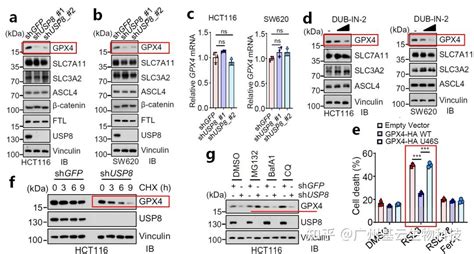 《pnas》解读：去泛素化修饰 顺序渐进 刨根问底。去泛素化酶usp8靶向铁死亡提高肿瘤免疫治疗的机制 知乎