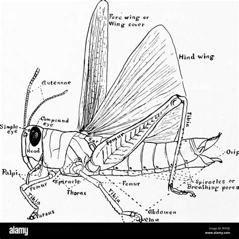 Grasshopper Body Parts Diagram