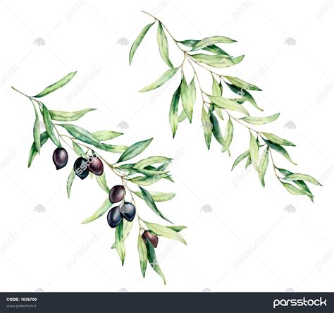 ست شاخه درخت زیتون آبرنگ با زیتون و برگ مشکی تصویر گلدار نقاشی شده با