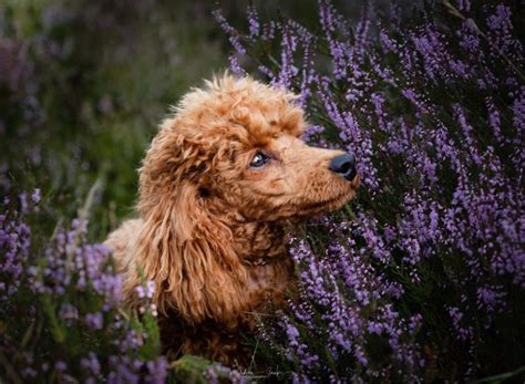 Ludo Enjoying His Photo Shoot 📸 Phil Hullah