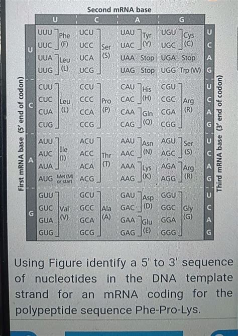 Second Mrna Base Using Figure Identify A 5 To Studyx