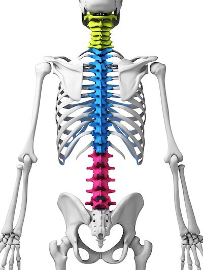 Human Biomechanics For Beginners The Spine Intelligent Movement Forever