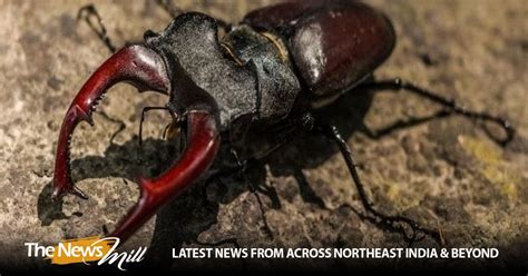 Researchers Find Unique Jumping Phenomenon In Insects