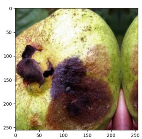 Figure 27 From Using Convolutional Neural Network For Fruit Disease Detection In Machine