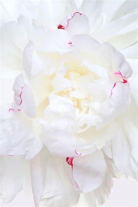 Michèle Kostka Langlois On Linkedin “ Home Is Not Always A Place Is It “ Charlie Mackesy