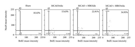 Long Course Hbo Increased Neurogenesis A And B Brdu Neun Double Download Scientific