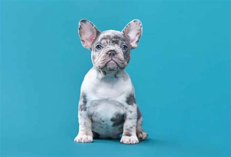Pug Vs Frenchie