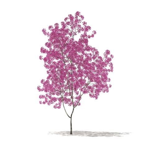 Red Lapacho 3d Models Download