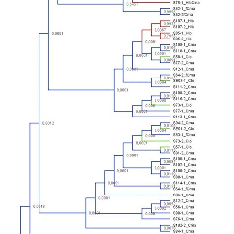 Molecular Phylogeny Realized Through Bayesian Inference With Download Scientific Diagram