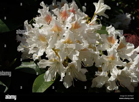 Rhododendron Cunninghams White Stock Photo - Alamy